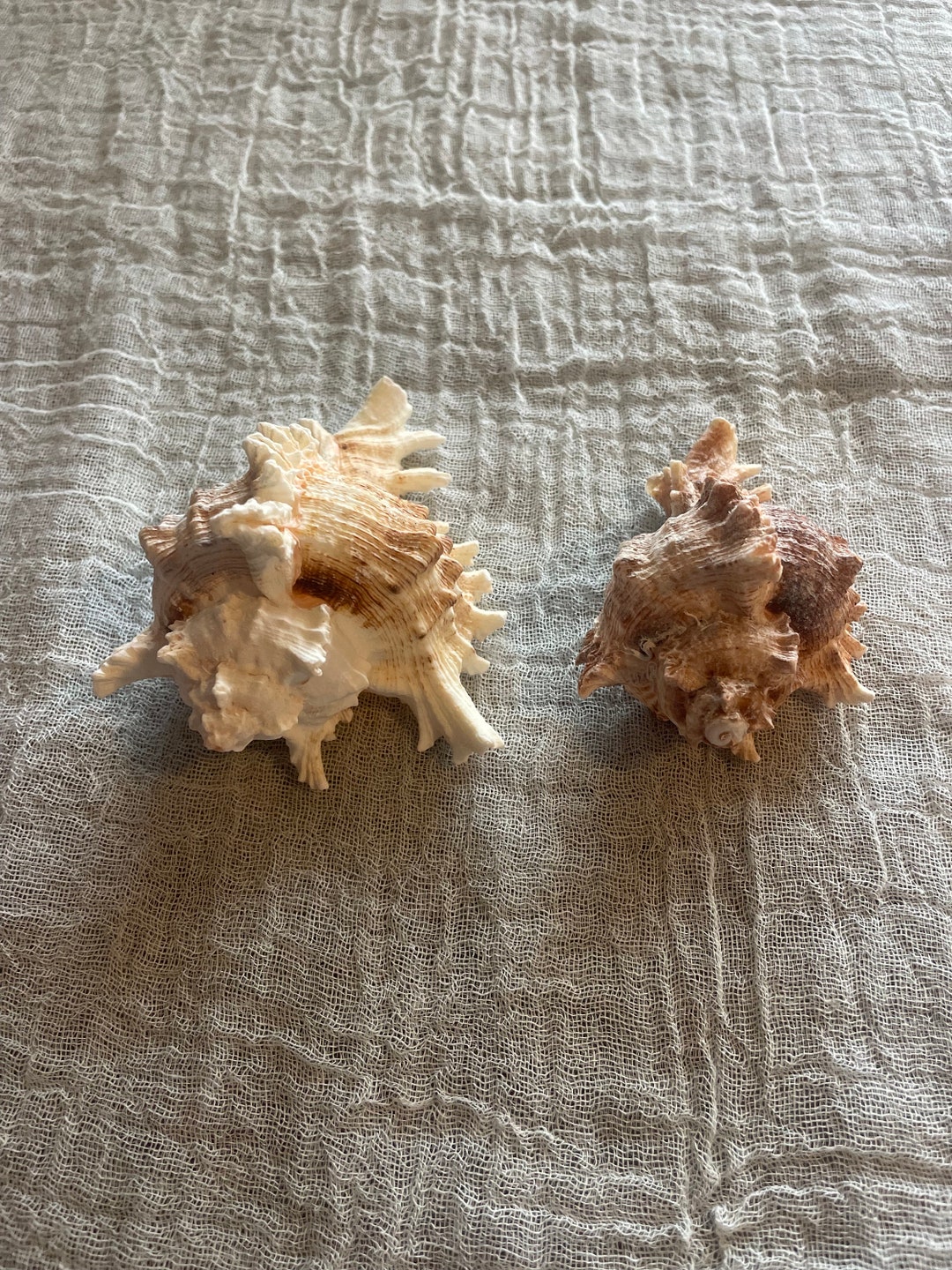 Spiny Murex Shells - Set of 2 - Etsy