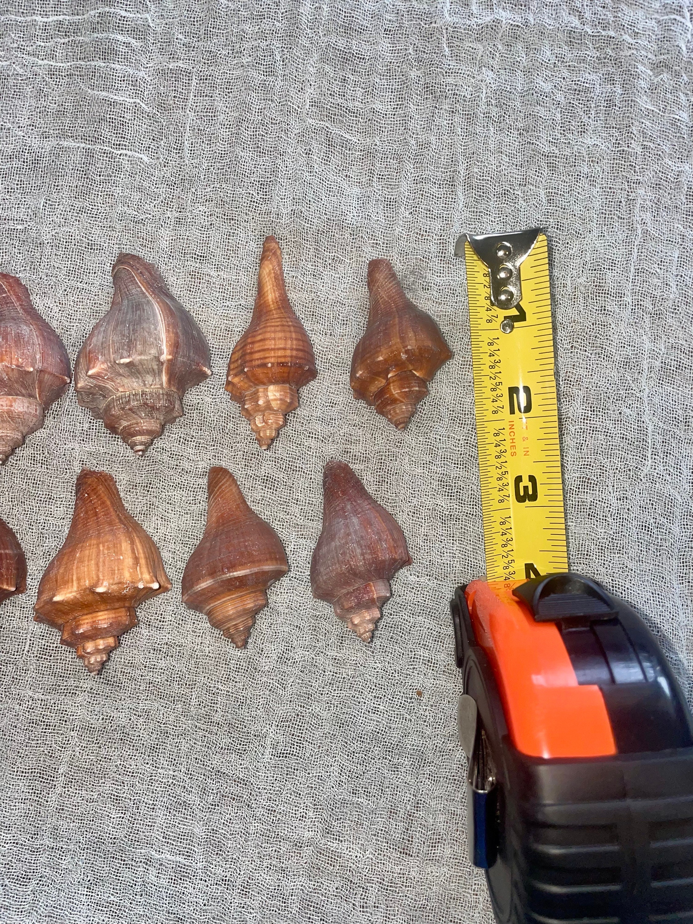 Brown Conch Shells - Set of 10 - Etsy