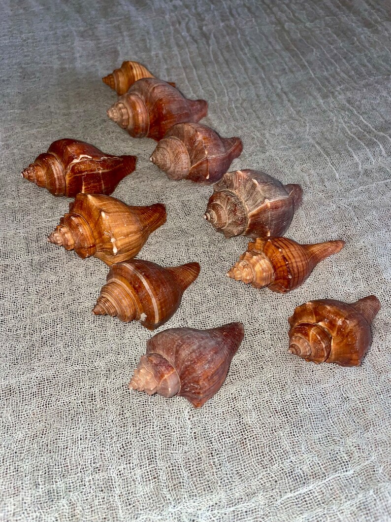 Brown Conch Shells - Set of 10 - Etsy