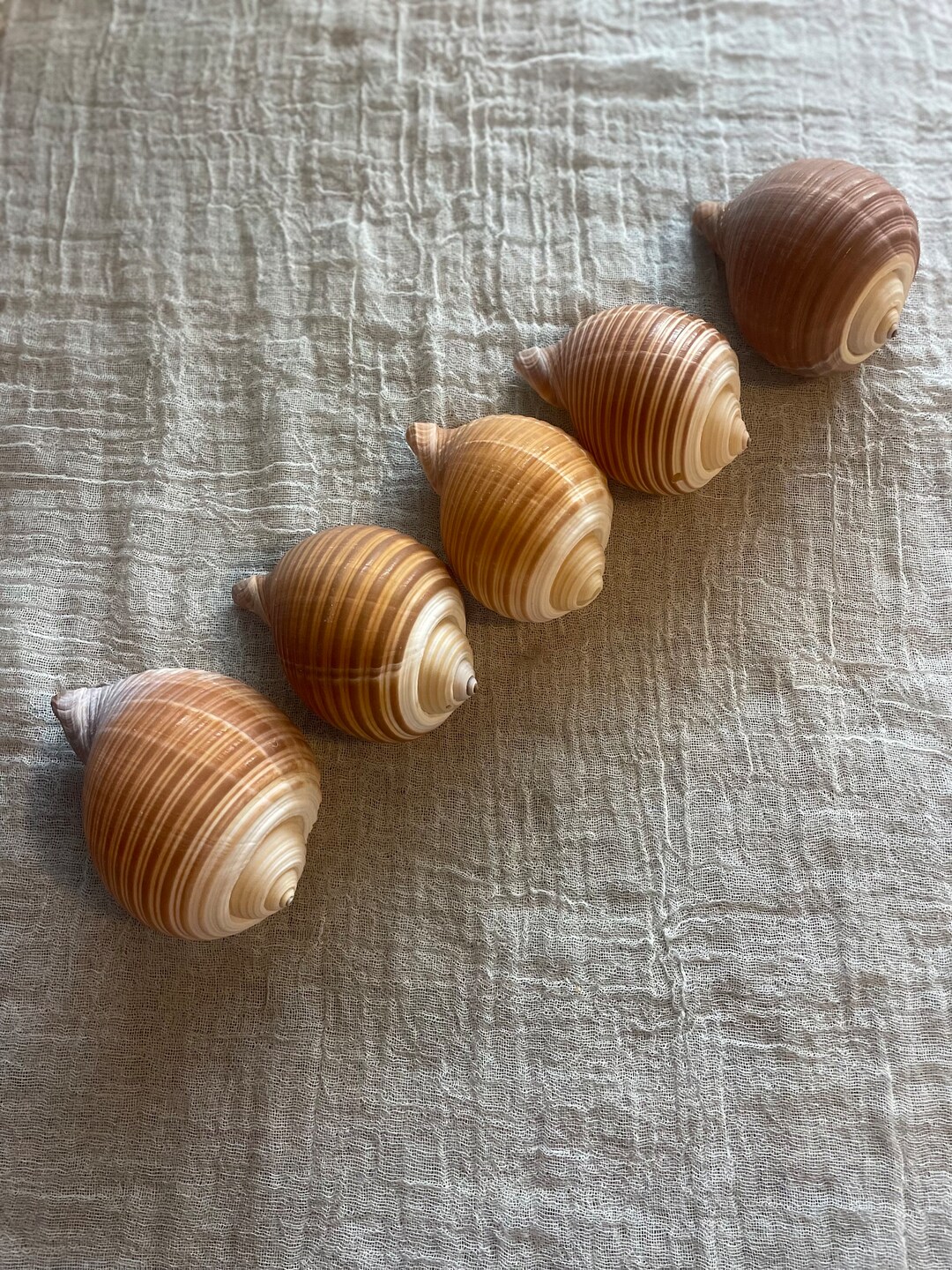 Tun Shells - Set of 5 - Etsy