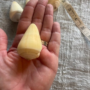 Yellow/white Cone Shells - Set of 4 - Etsy