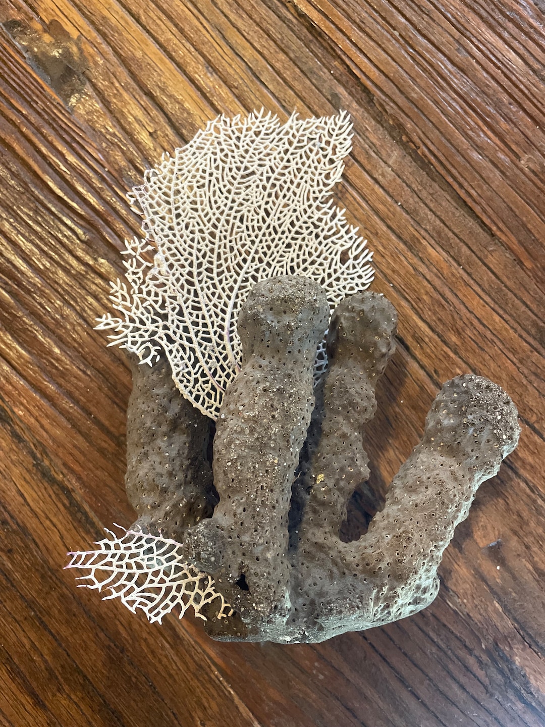 Unique Natural Sea Sponge With Attached Sea Fan - Etsy