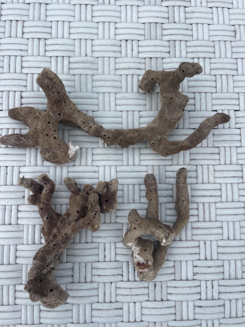 Natural Sea Sponge - Etsy