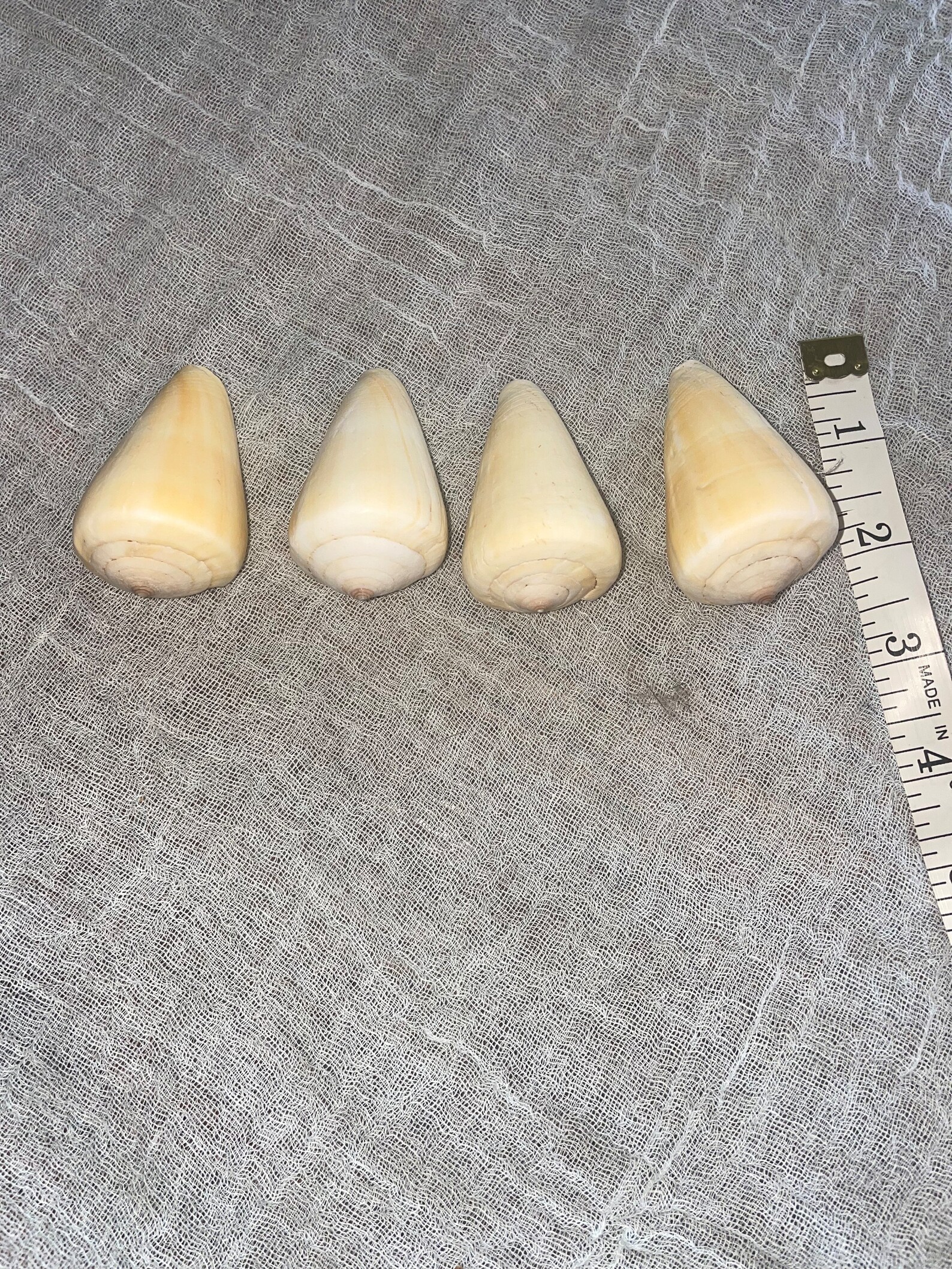 Yellow/white Cone Shells - Set of 4 - Etsy