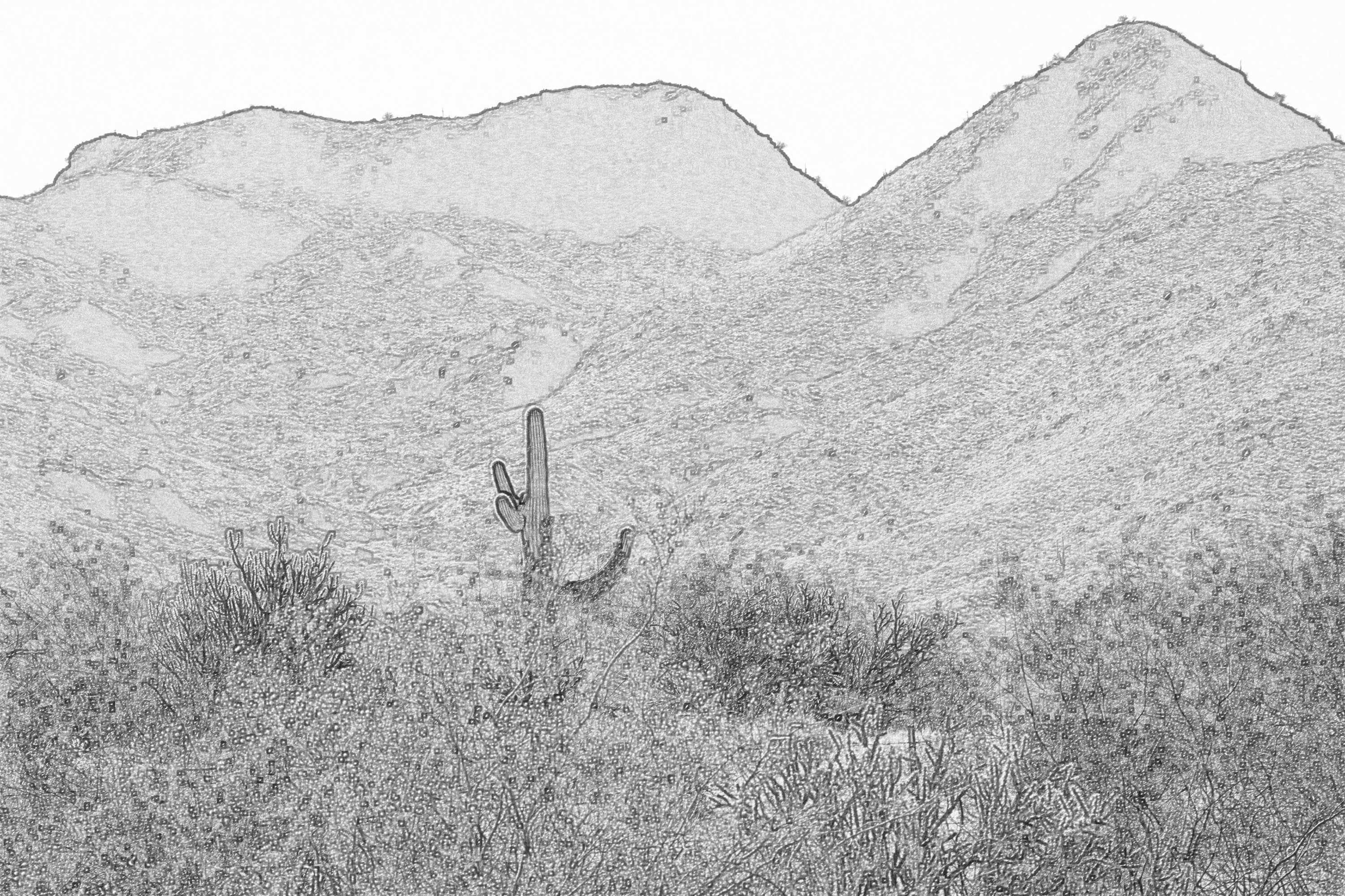 Cactus in the Arizona Desert Coloring Page - Etsy
