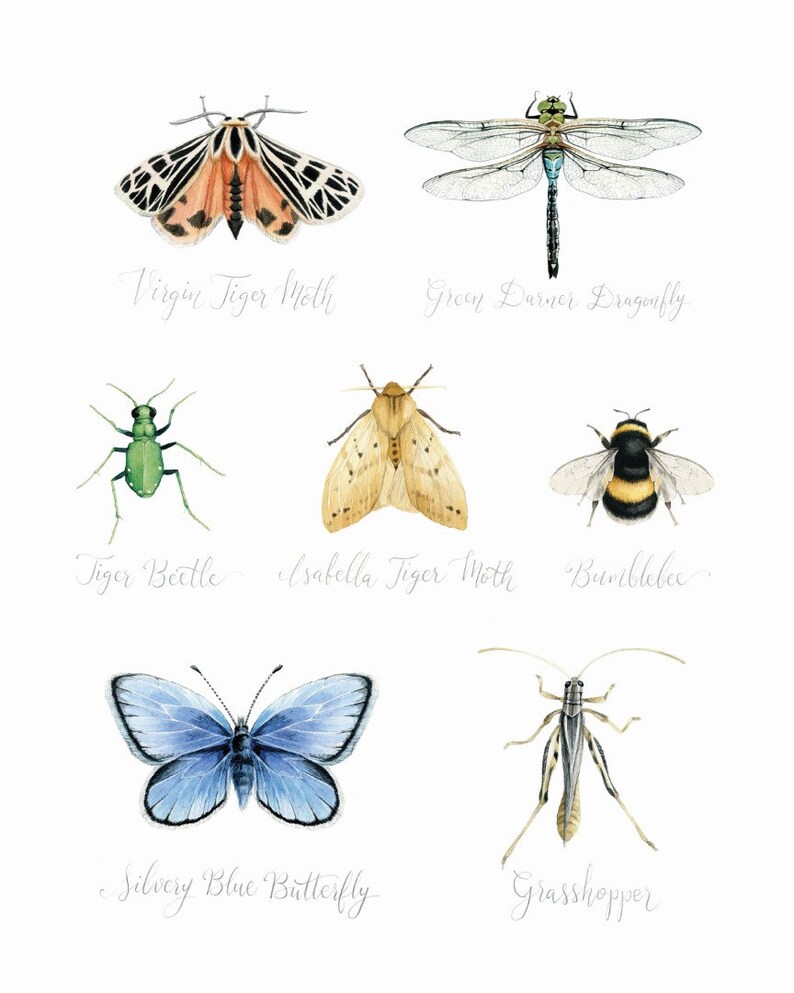 Canadian Insect Specimen Art Print - Watercolour Illustration by Alicia ...