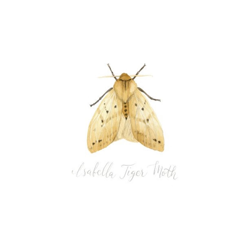 Tiger Moth - Etsy