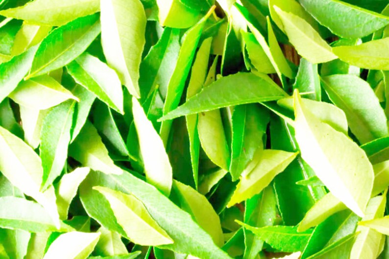 Fresh Indian Curry Leaves Loose Herb Murraya Koenigii - Etsy