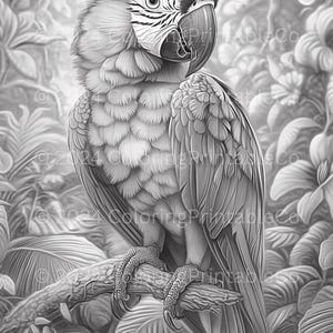Wild Animals Grayscale Coloring Pages for Adults - Safari, Jungle ...