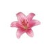 Pink Lily Flower Stickers, Tropical Summer Aesthetic Decals for Laptop ...