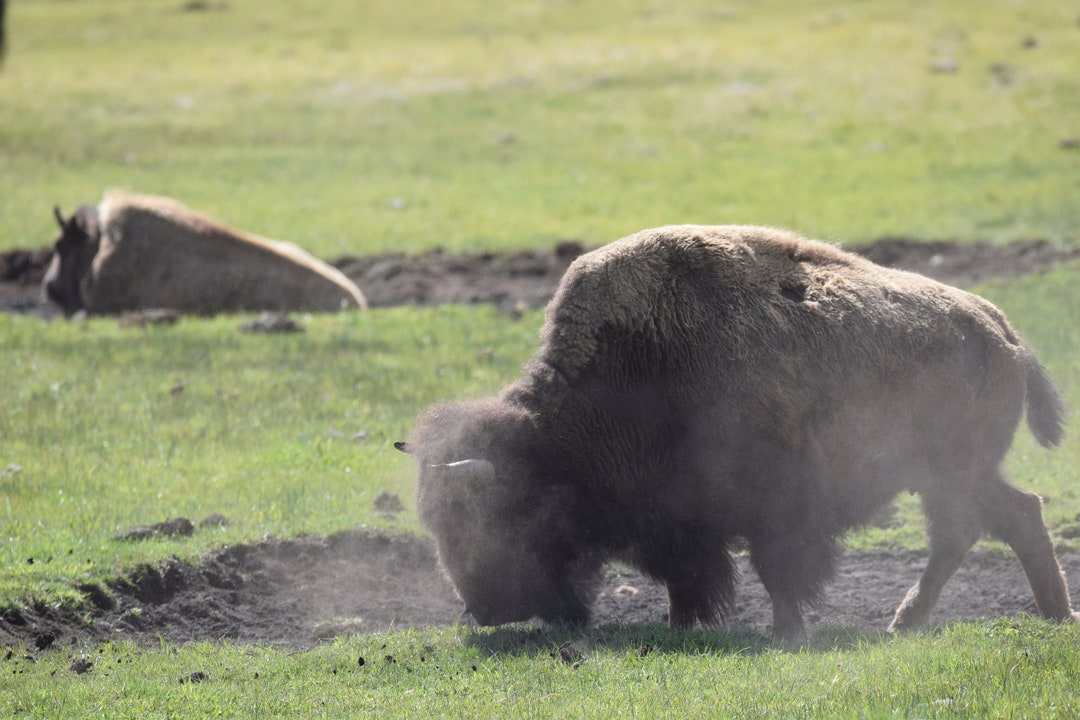 Buffalo Dust Bath 1 - Etsy