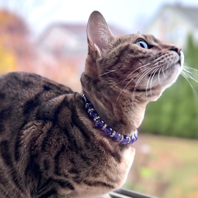 Female Cat Collar - Etsy