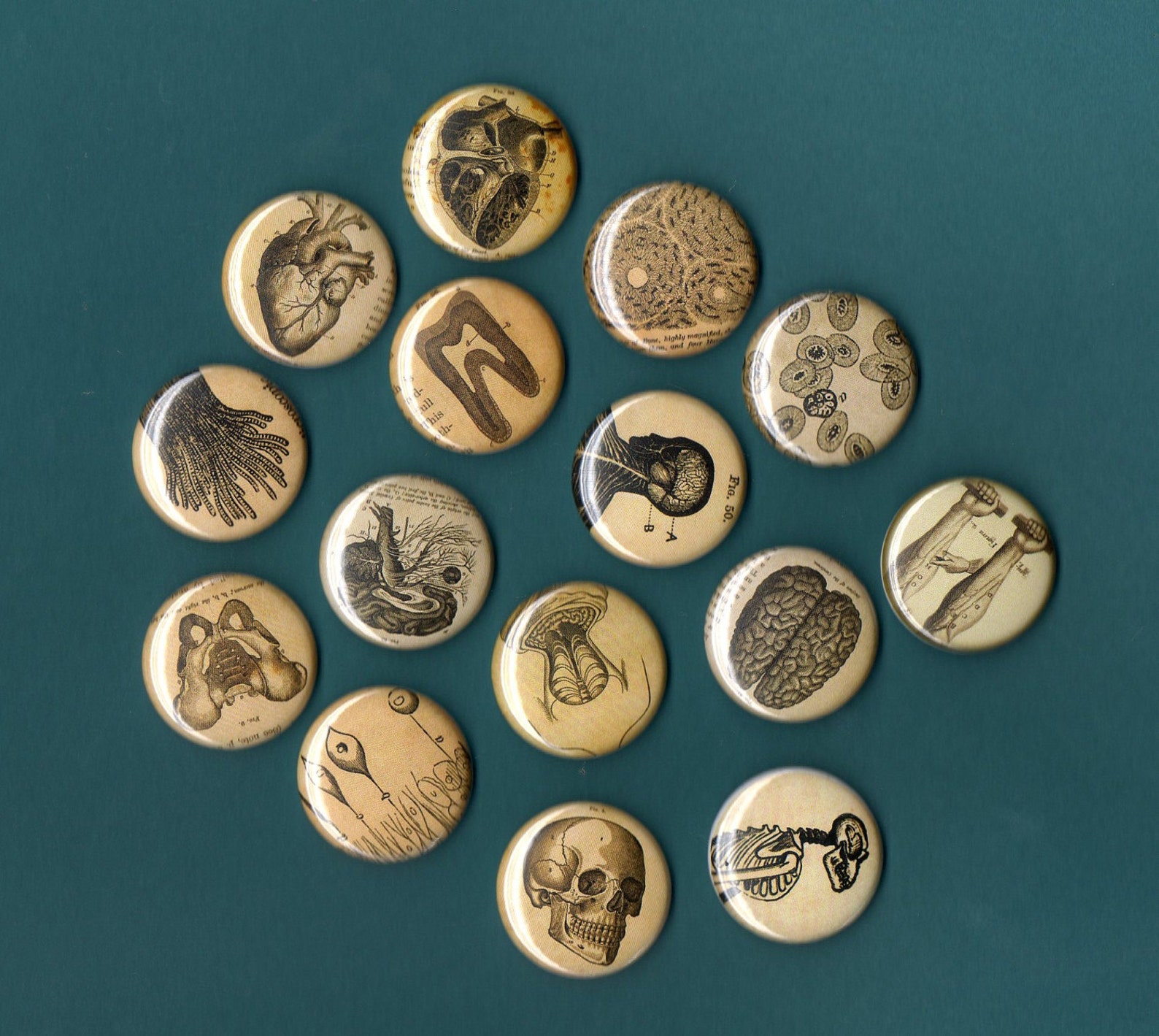 Vintage Anatomy 1 Inch Pinback Buttons Set of 6 ASSORTED - Etsy