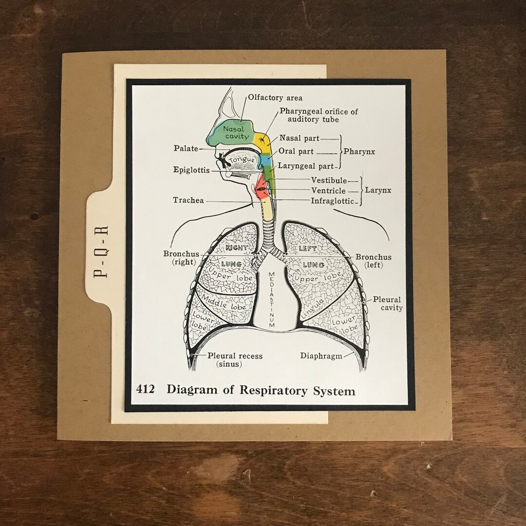 Respiratory System Blank Card - Etsy