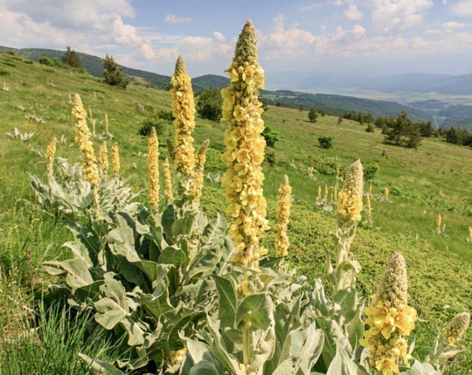 Mullein Seeds 1000ct - Etsy