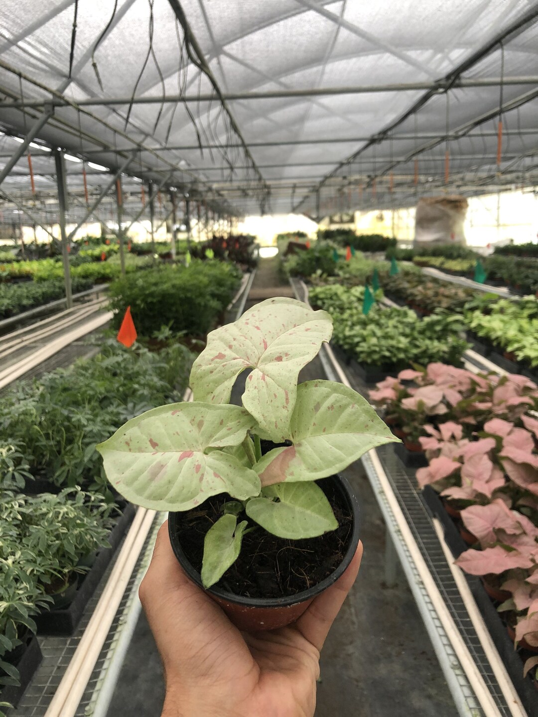Syngonium 'milk Confetti' Creamy Confetti Craze: Unique Variegated ...