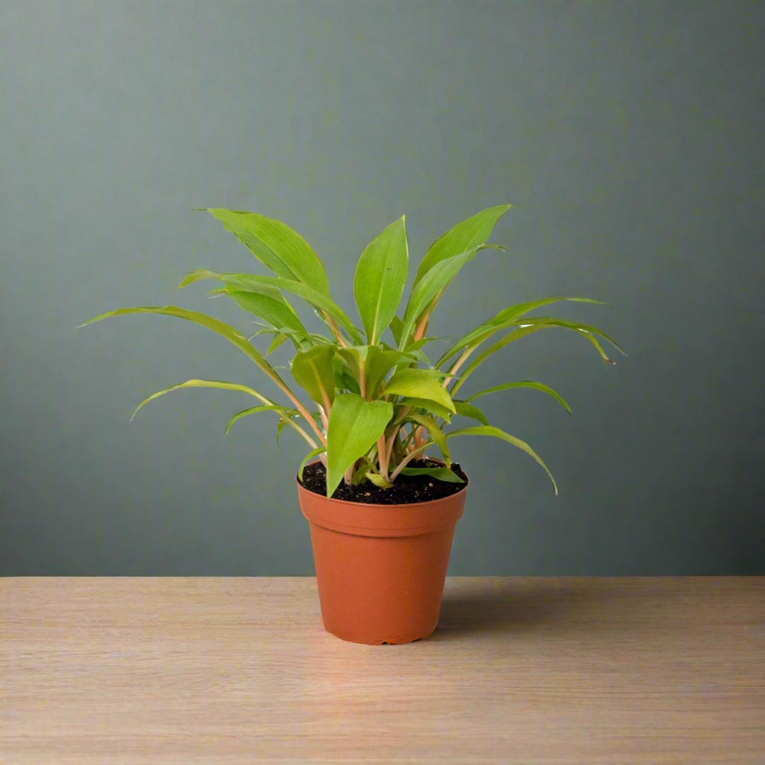 Fiery Flash: Spider Plant 'fire Flash' Vibrant Indoor Plant With ...
