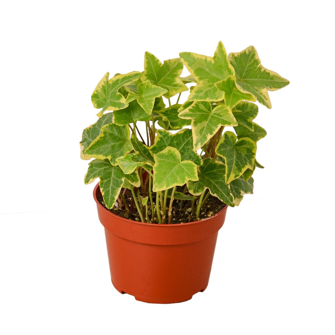 English Ivy Gold Child Golden Glory: Fast-growing Vining Plant With ...