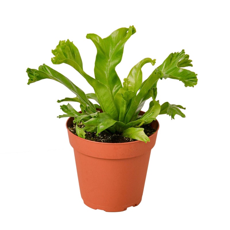 Curly Fern - Etsy