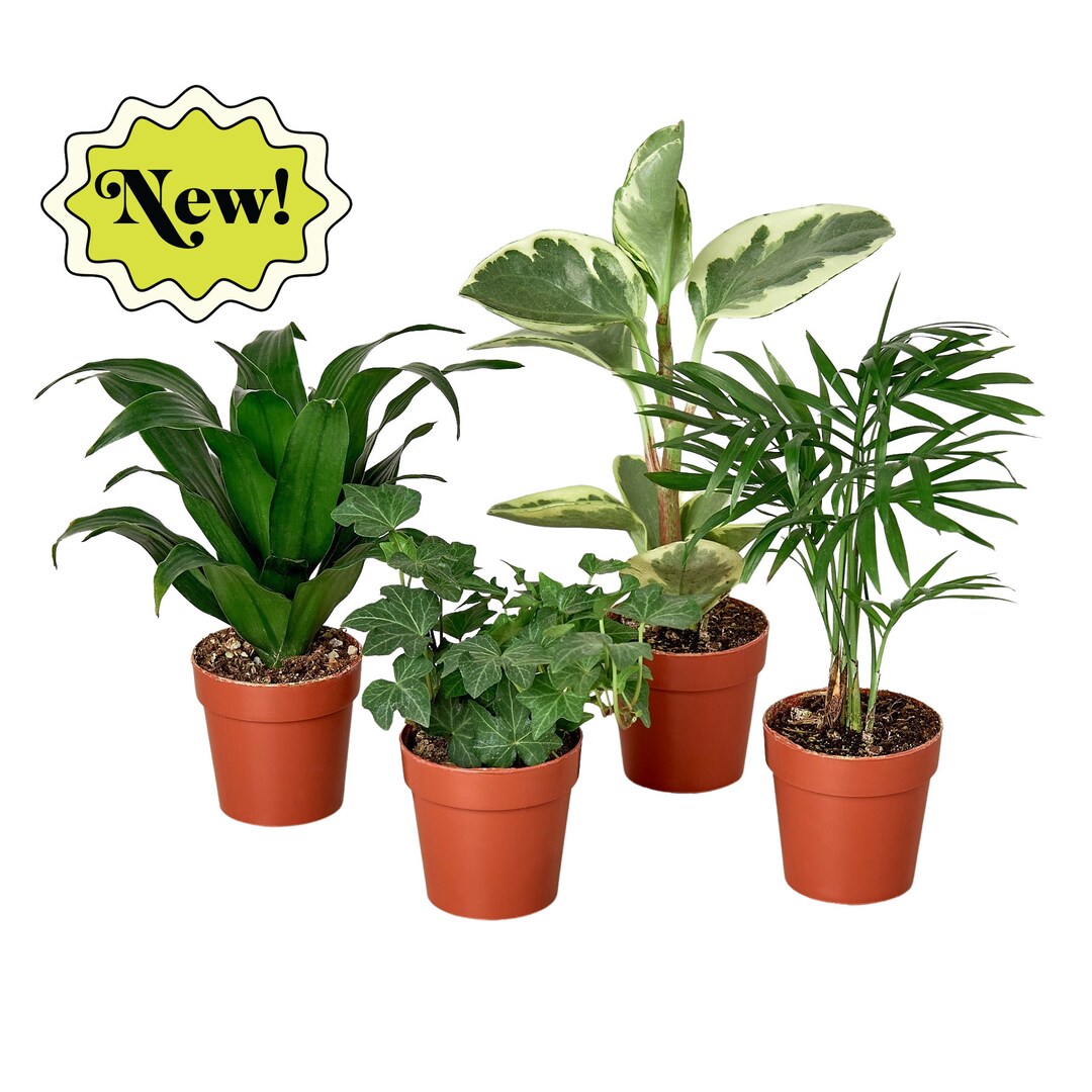 3 Tropical Plant Variety Bundle Triple Green Delight: Beginner-friendly ...