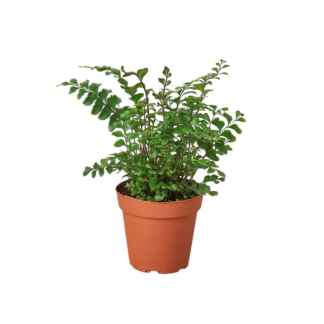 Mahogany Fern - Fabulous Fronds: Low-maintenance Decorative Houseplant ...