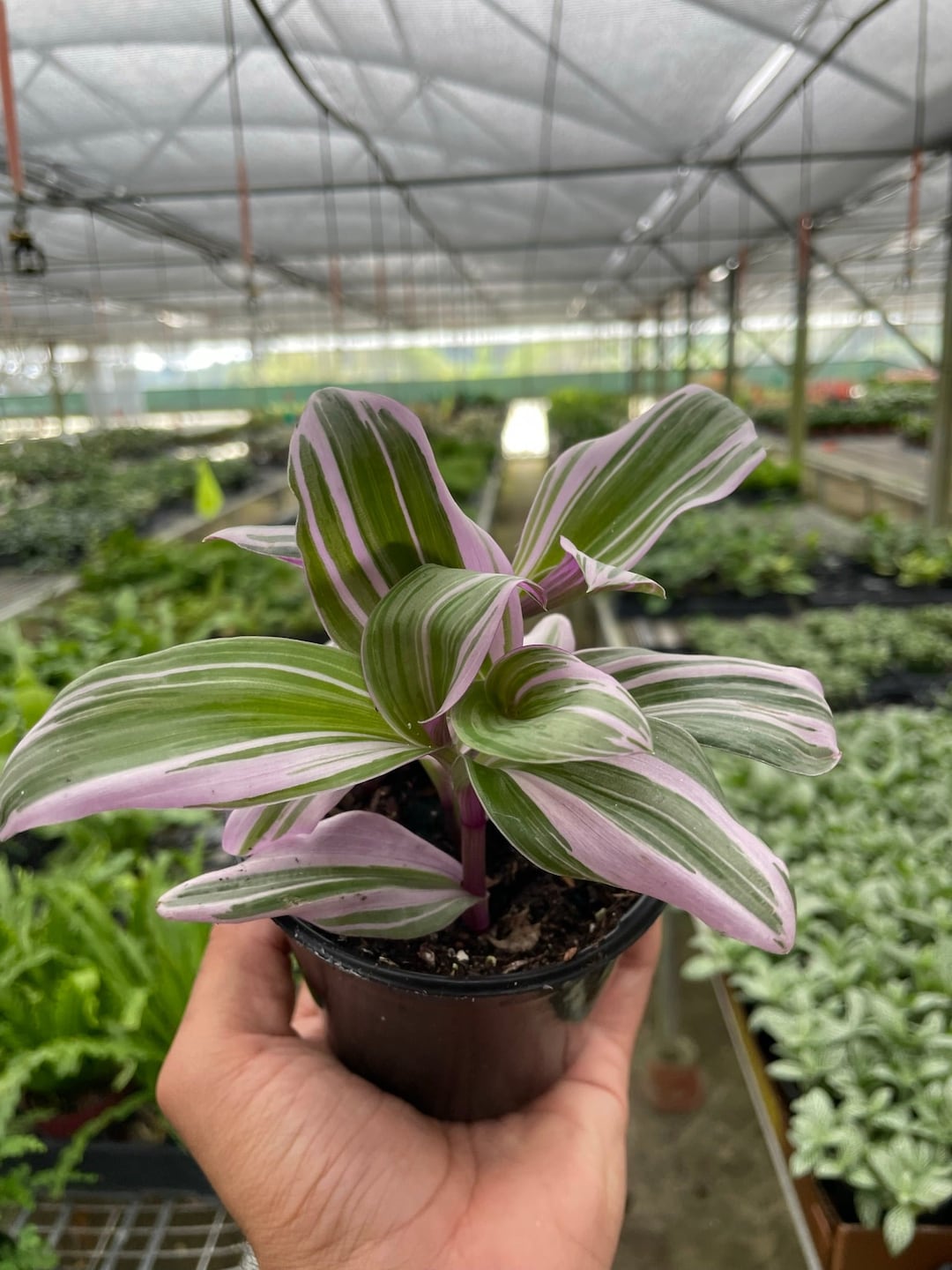 Tradescantia Nanouk Purple Majesty Low Growing Trailing Houseplant