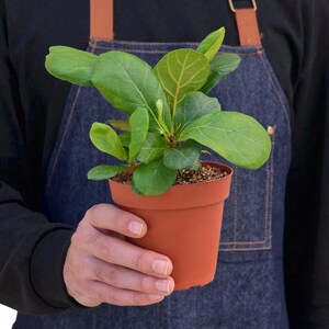 Ficus Lyrata 'fiddle Leaf Fig' the Jolly Green Giant: Lush Tall ...