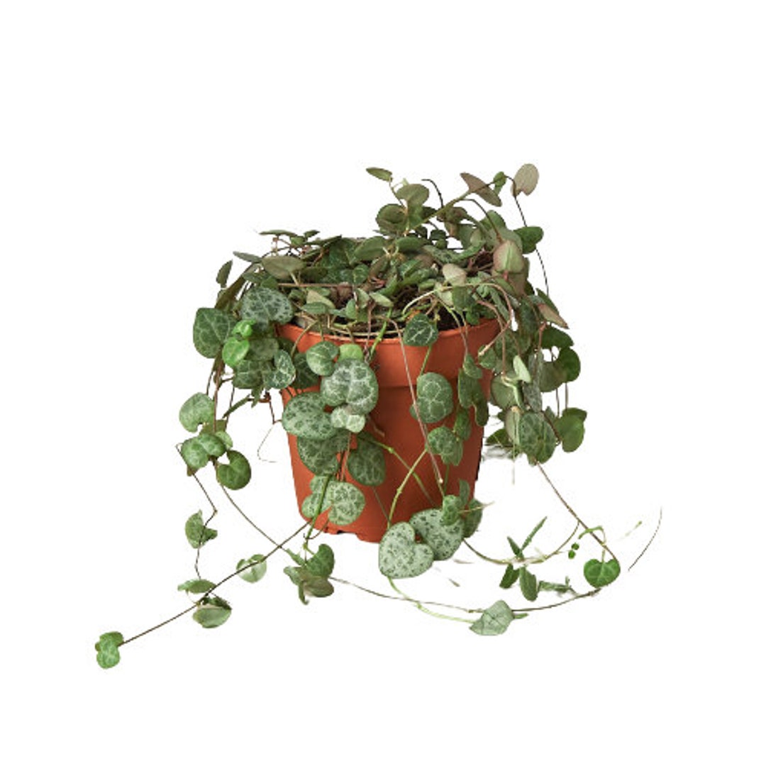 Succulent 'string of Hearts' Heartstrings: Trailing Water-retaining ...