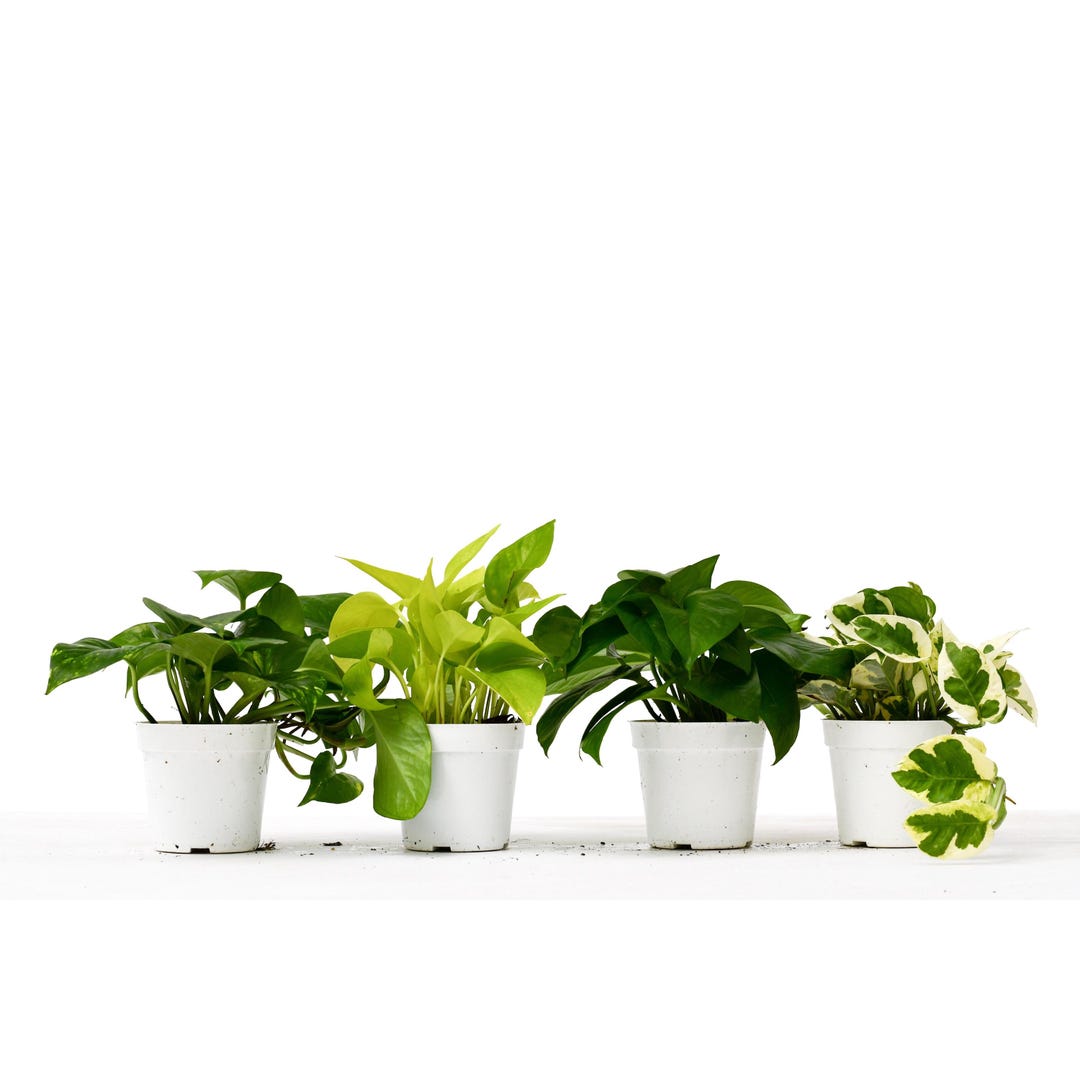 4 Different Pothos Plants in 4" Pots - the Fantastic Four: Air ...