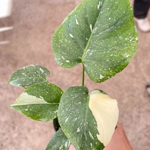 Monstera 'thai Constellation' Starry Night Delight: Rare Variegated ...