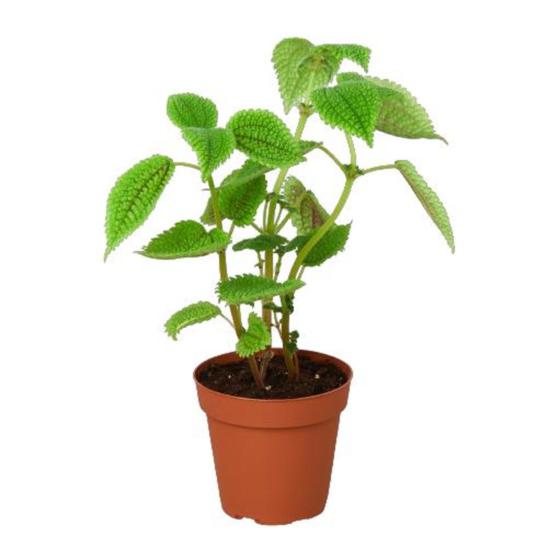 Pilea 'moon Valley' - Lunar Leaf Bliss: Unique Textured Houseplant in 4 ...