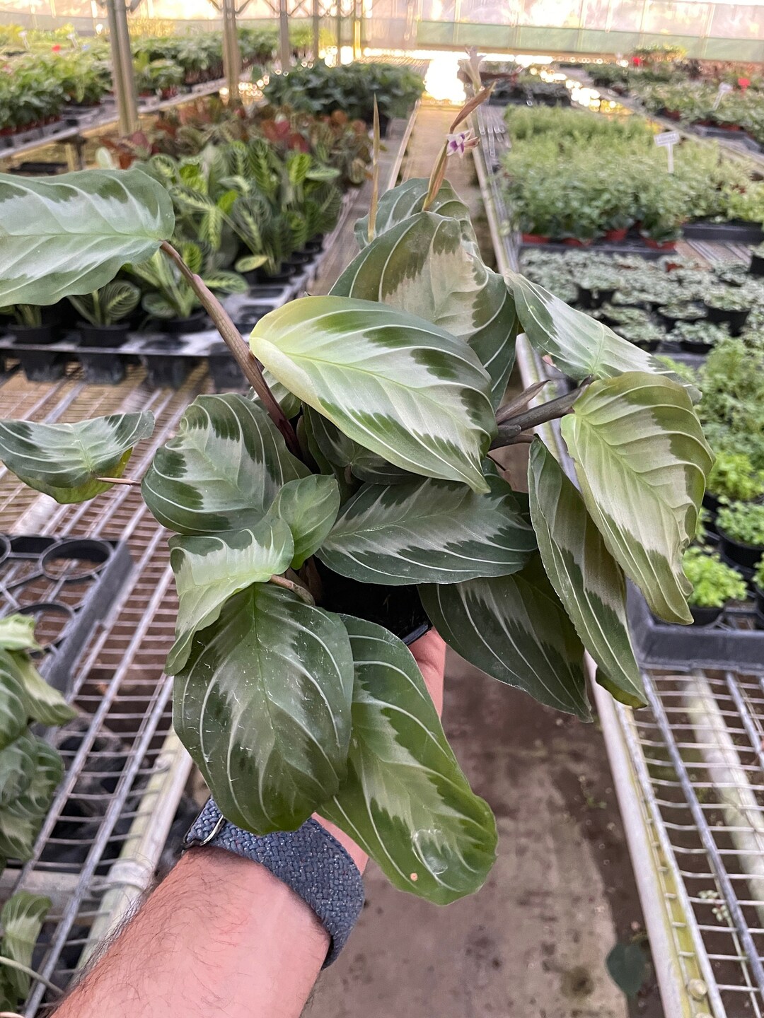 Maranta 'silver Band' Easy Care Indoor Plant With Bold Silver Stripes ...