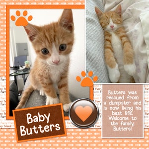 Digital Scrapbook Paper Orange Tabby Cat Paper Digital Cat Paper ...