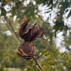 Texas Native Pecan Tree Seeds 20 Fresh Seeds for Growing Nut-bearing ...
