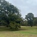 Texas Native Pecan Tree Seeds - 20 Fresh Seeds for Growing Nut-bearing ...