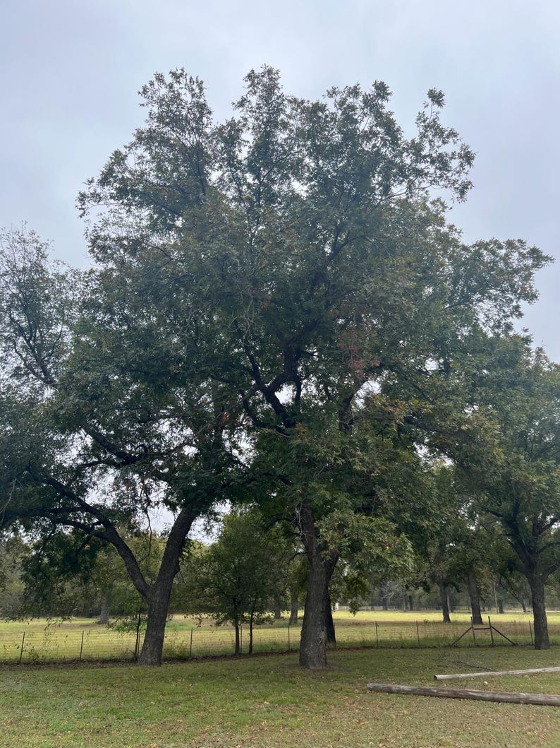 Texas Native Pecan Tree Seeds - 20 Fresh Seeds for Growing Nut-bearing ...