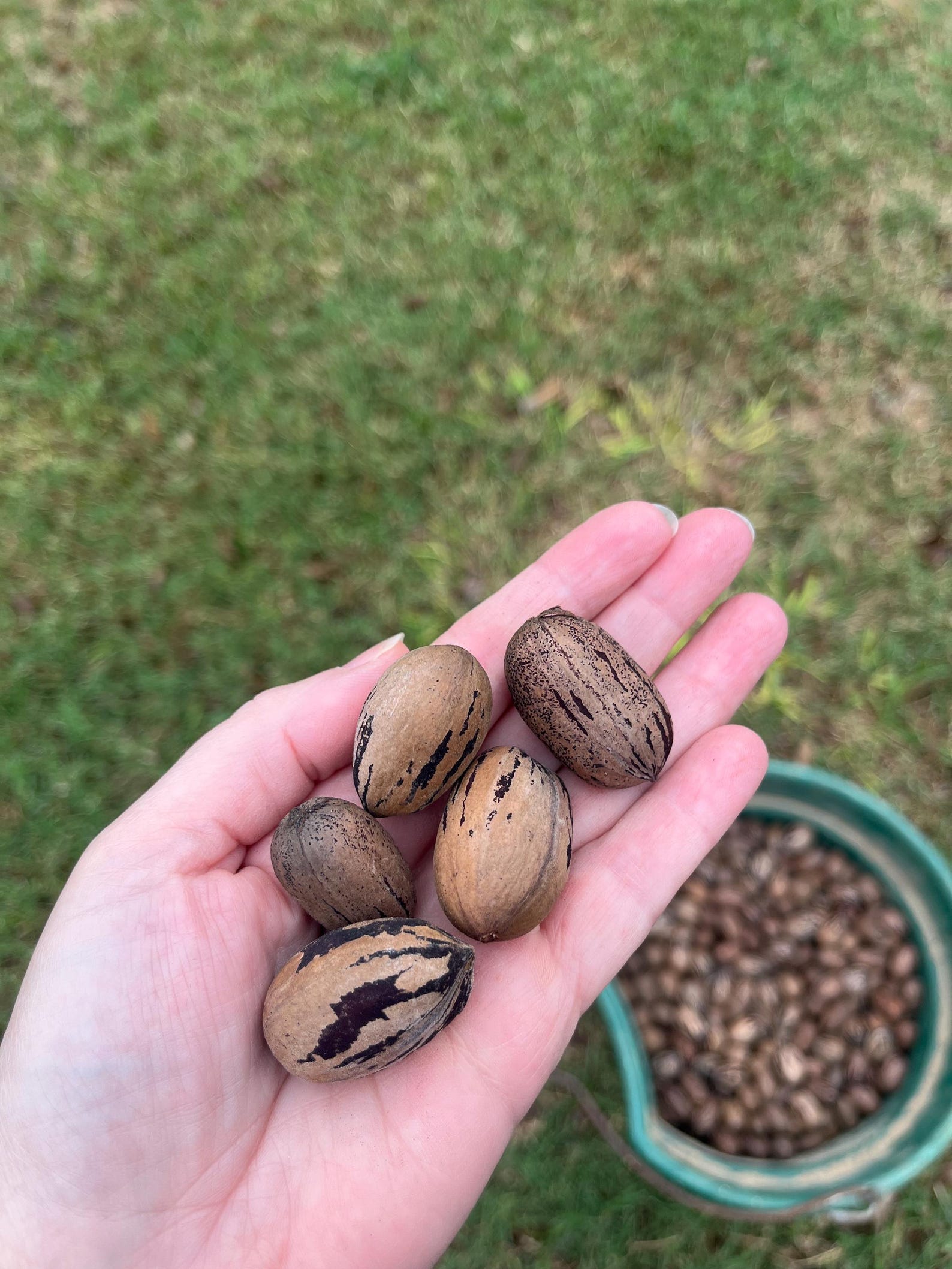 Texas Native Pecan Tree Seeds 20 Fresh Seeds for Growing Nut-bearing ...