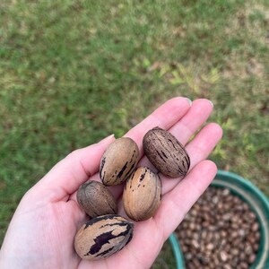 Texas Native Pecan Tree Seeds 20 Fresh Seeds for Growing Nut-bearing ...