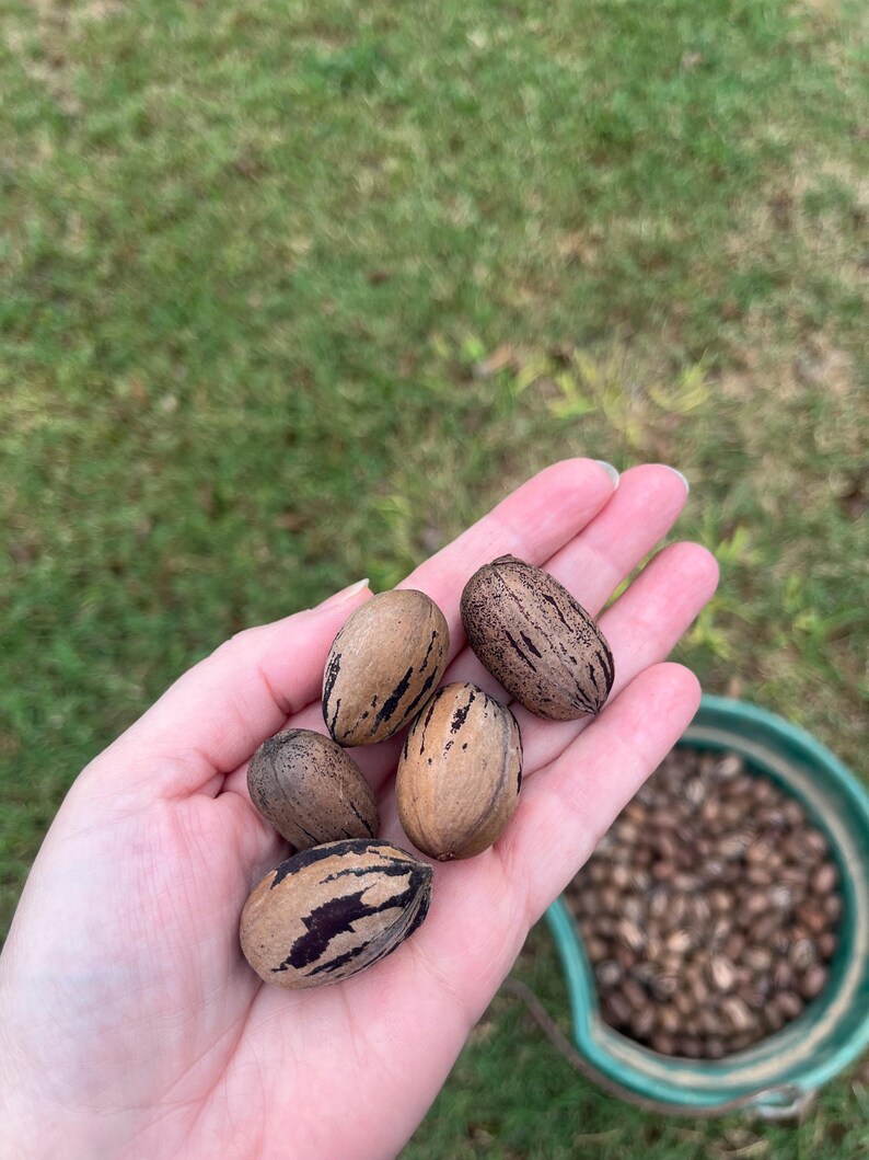 Texas Native Pecan Tree Seeds 20 Fresh Seeds for Growing Nut-bearing ...