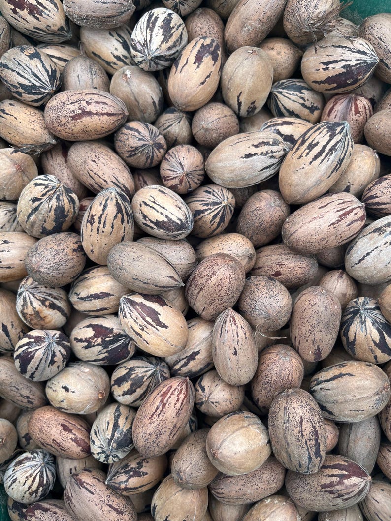 Texas Native Pecan Tree Seeds - 20 Fresh Seeds for Growing Nut-bearing ...