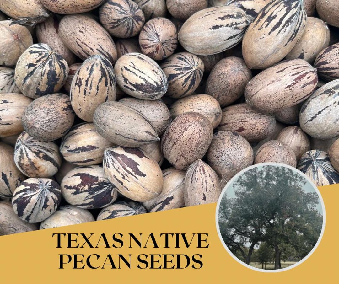 Texas Native Pecan Tree Seeds - 20 Fresh Seeds for Growing Nut-bearing ...