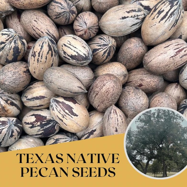 Pecan Tree - Etsy