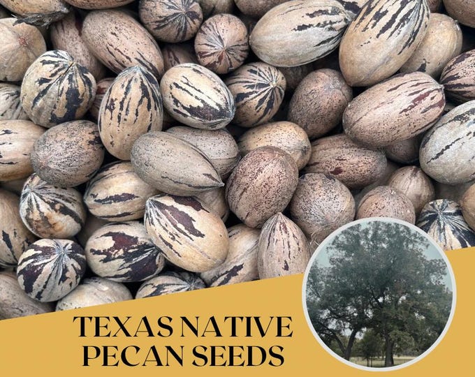 Texas Native Pecan Tree Seeds - 20 Fresh Seeds for Growing Nut-bearing ...