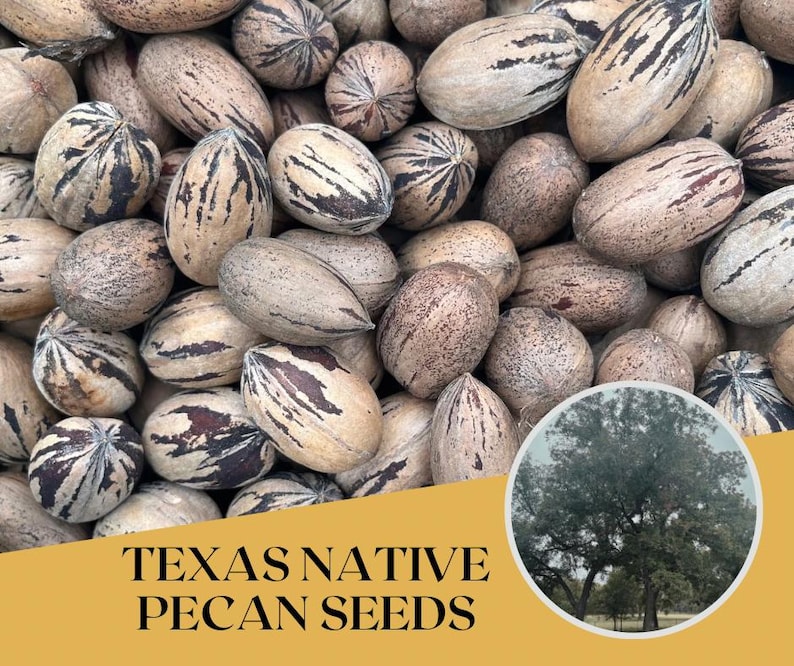 Texas Native Pecan Tree Seeds - 20 Fresh Seeds for Growing Nut-bearing ...