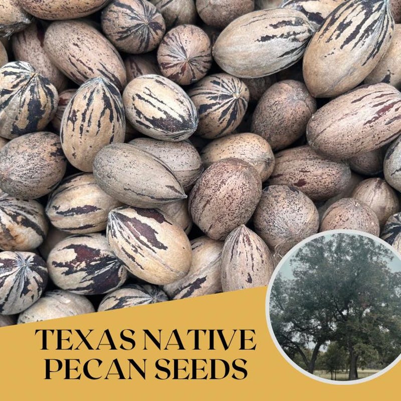 Pecan Tree - Etsy