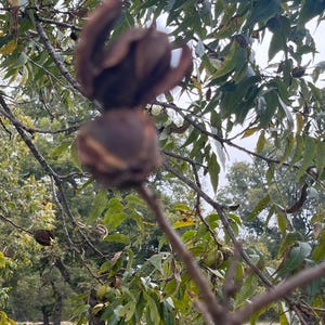 Texas Native Pecan Tree Seeds 20 Fresh Seeds for Growing Nut-bearing ...