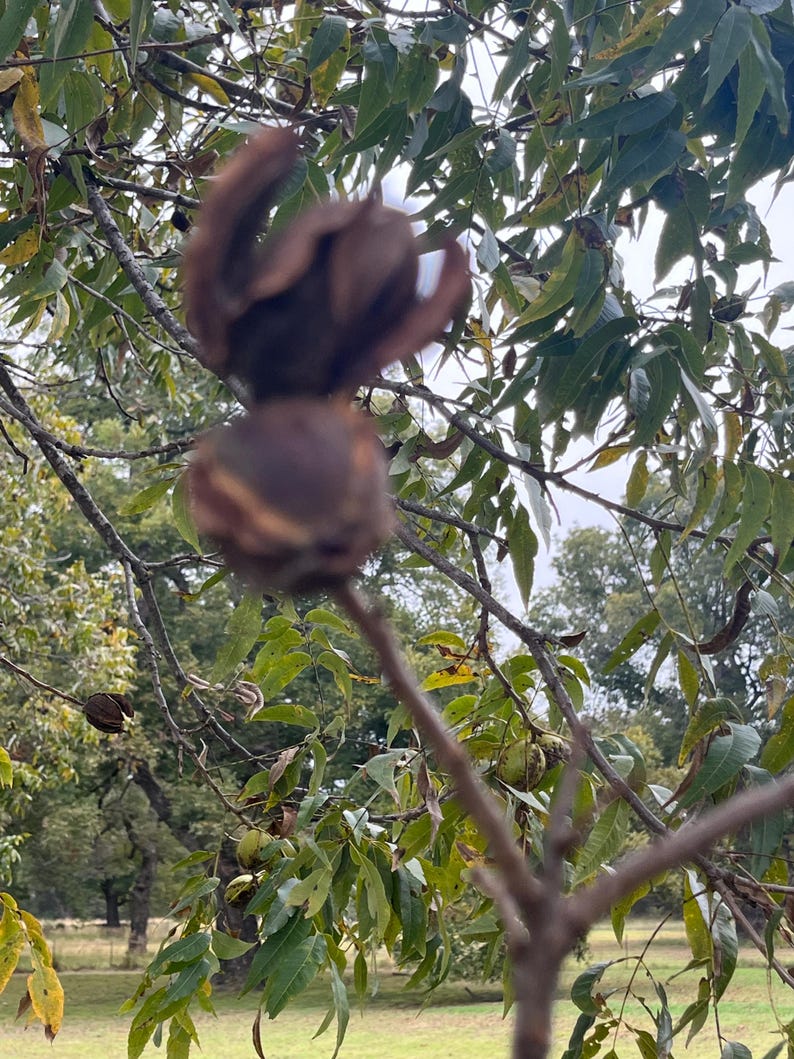 Texas Native Pecan Tree Seeds - 20 Fresh Seeds for Growing Nut-bearing ...