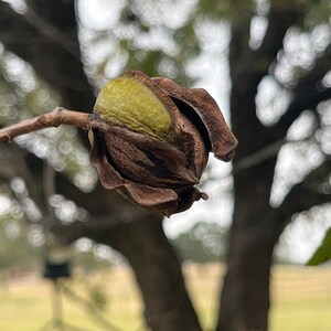 Texas Native Pecan Tree Seeds 20 Fresh Seeds for Growing Nut-bearing ...