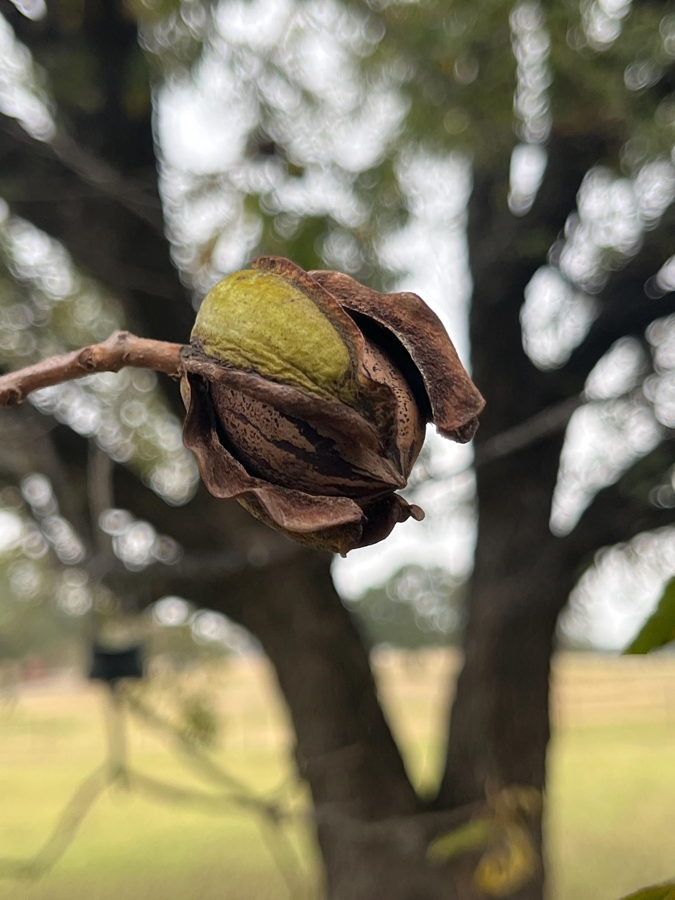 Texas Native Pecan Tree Seeds - 20 Fresh Seeds for Growing Nut-bearing ...