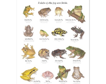 Frogs of Australia Poster A3 - Etsy